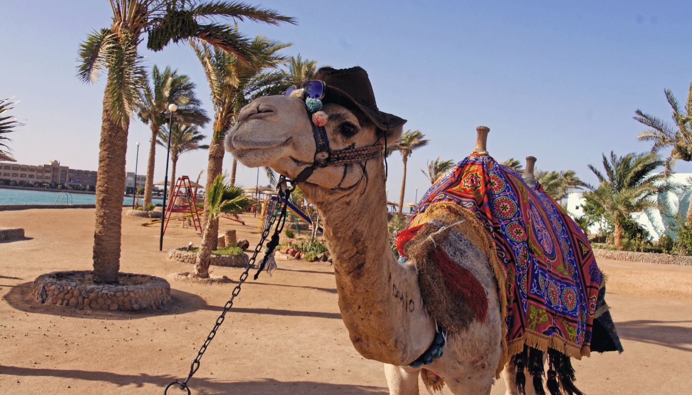 30+ Top Things To Do In Hurghada: A Guide On What To Do & See